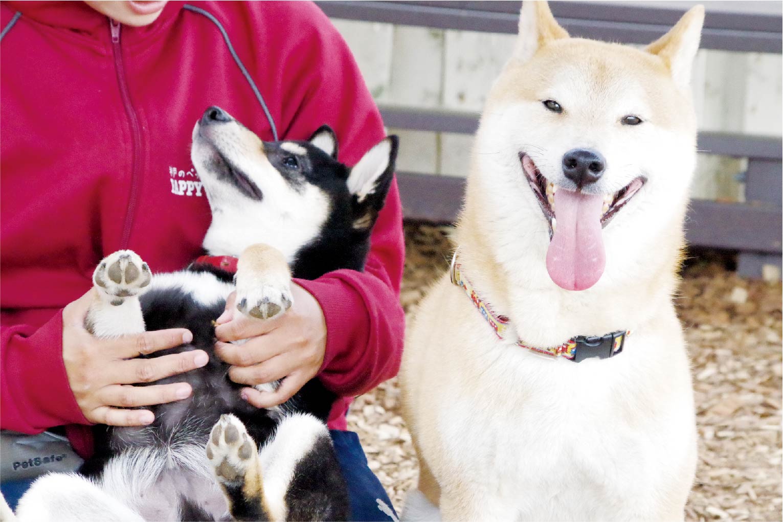 愛犬のしつけ｜HAPPYLIFE幼稚園